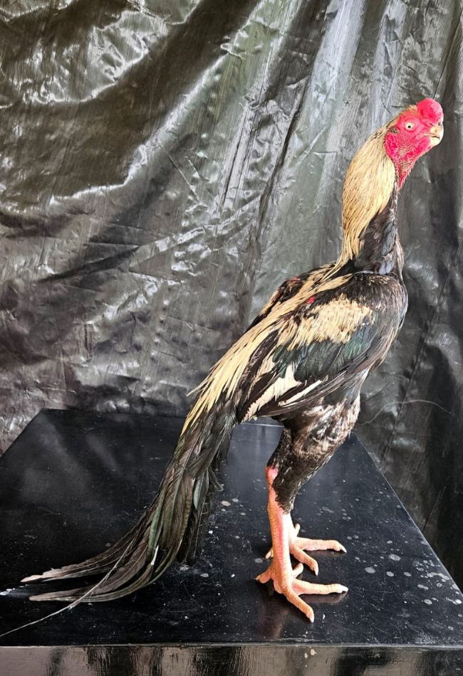 Parrot Beak Aseel: A Complete Guide to This Unique and Majestic Chicken ...