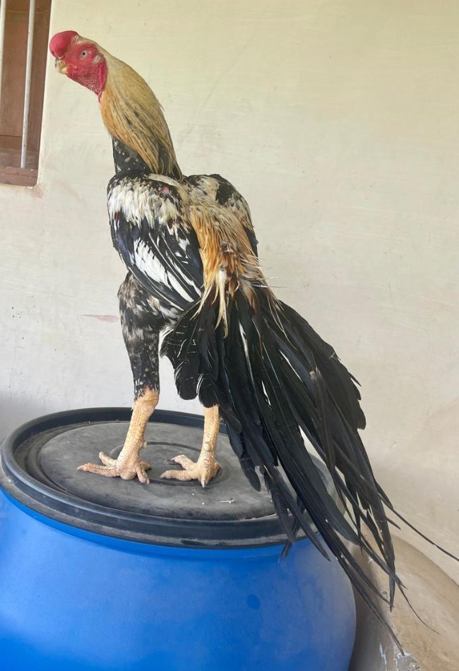 Parrot Beak Aseel: A Complete Guide to This Unique and Majestic Chicken ...