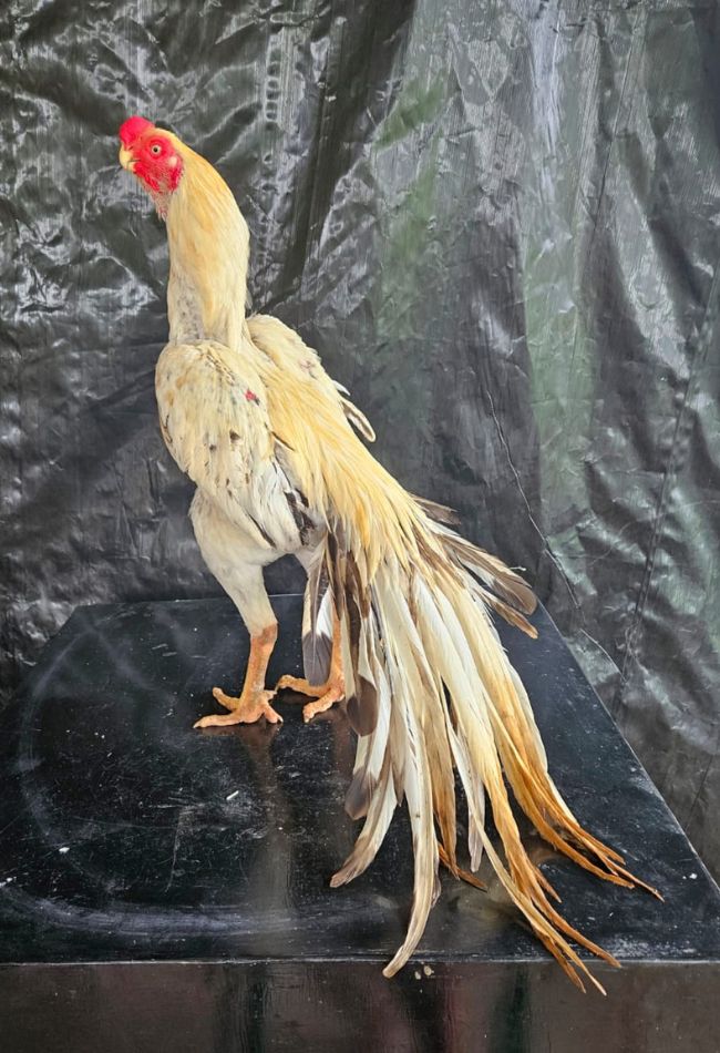Parrot Beak Aseel: A Complete Guide to This Unique and Majestic Chicken ...