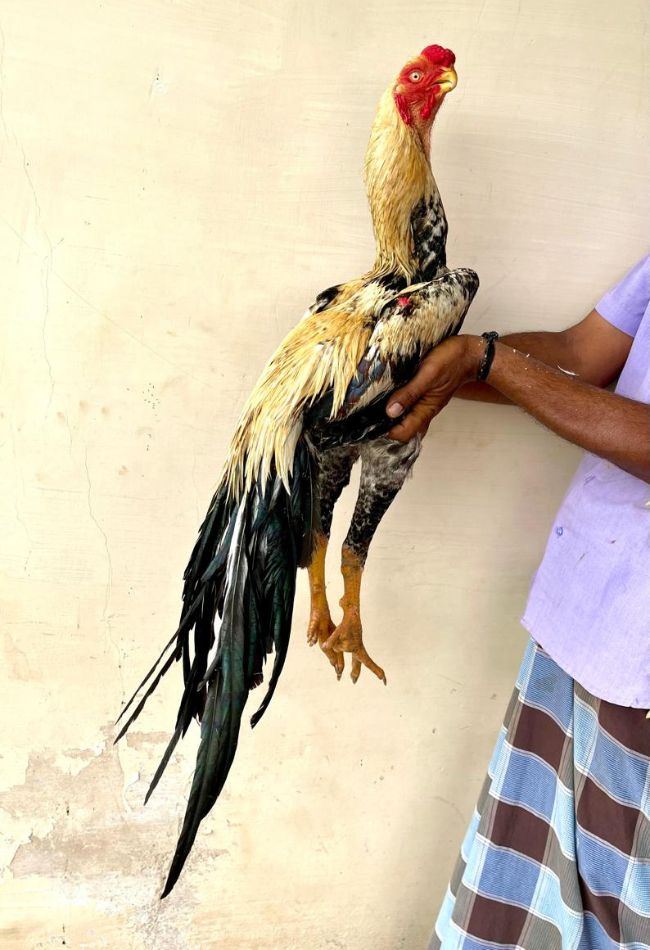 Parrot Beak Aseel: A Complete Guide to This Unique and Majestic Chicken ...