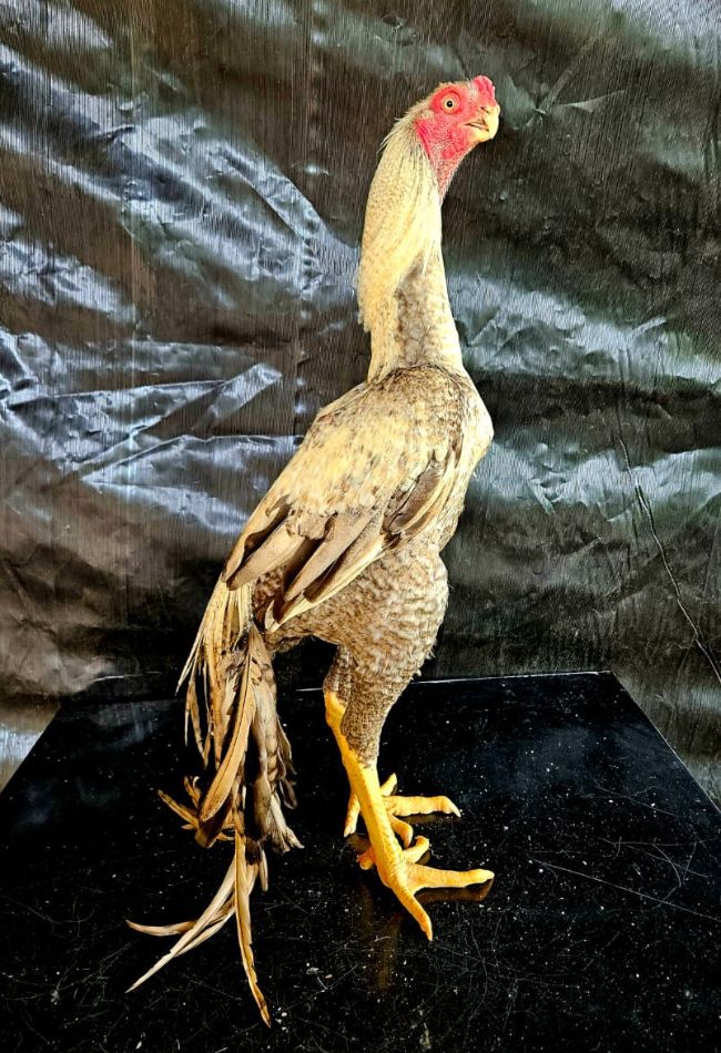Parrot Beak Aseel: A Complete Guide to This Unique and Majestic Chicken ...