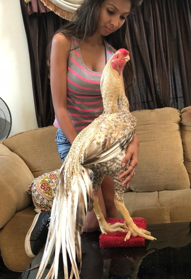 Parrot Beak Aseel: A Complete Guide to This Unique and Majestic Chicken ...