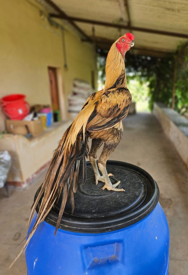 Parrot Beak Aseel: A Complete Guide to This Unique and Majestic Chicken ...