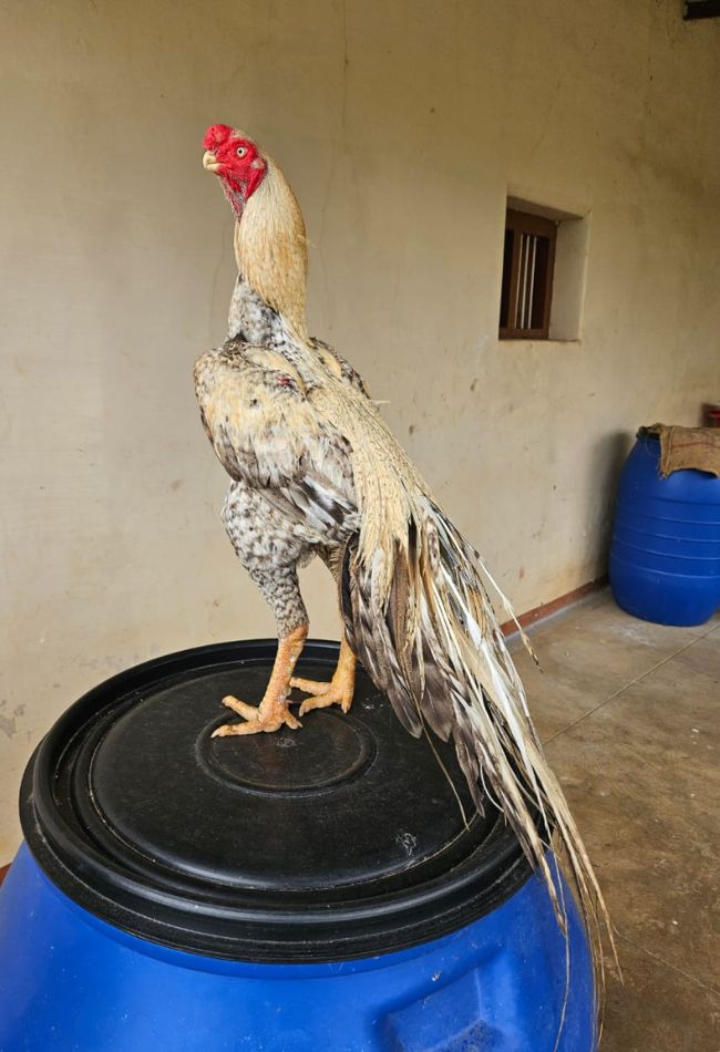 Parrot Beak Aseel: A Complete Guide to This Unique and Majestic Chicken ...