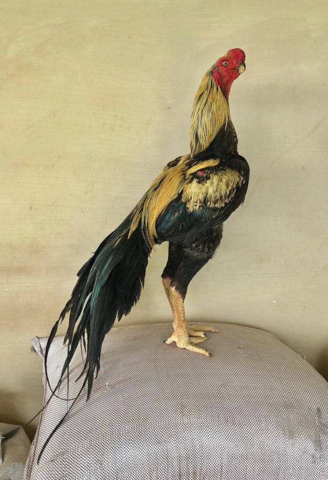 Parrot Beak Aseel: A Complete Guide to This Unique and Majestic Chicken ...