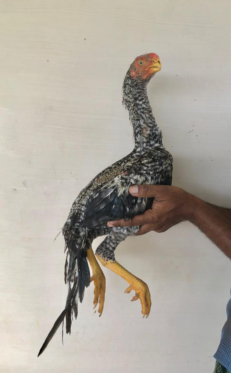 Parrot Beak Aseel: A Complete Guide to This Unique and Majestic Chicken ...