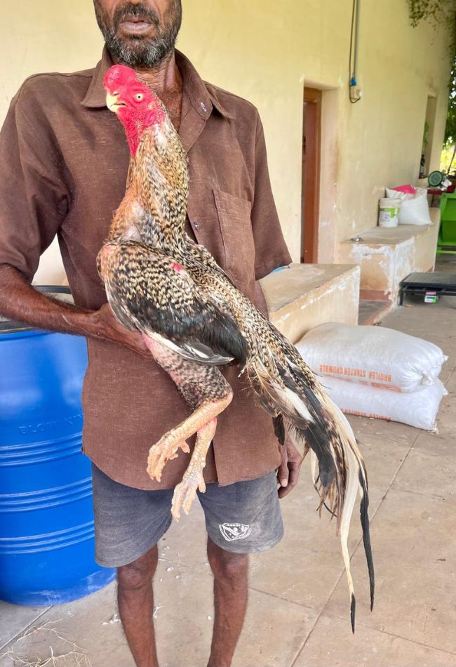 Parrot Beak Aseel: A Complete Guide to This Unique and Majestic Chicken ...