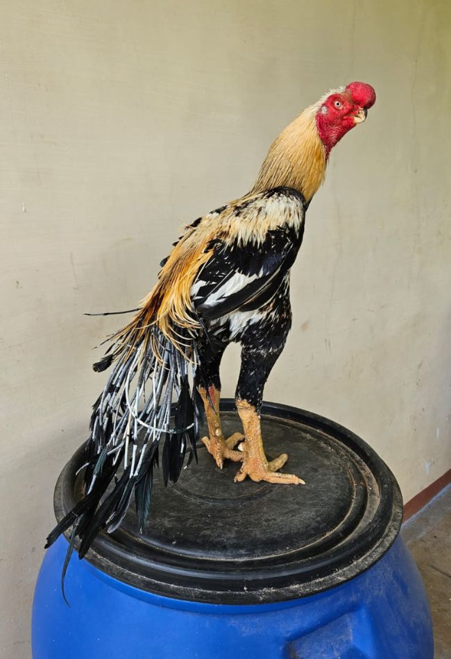 Parrot Beak Aseel: A Complete Guide to This Unique and Majestic Chicken ...