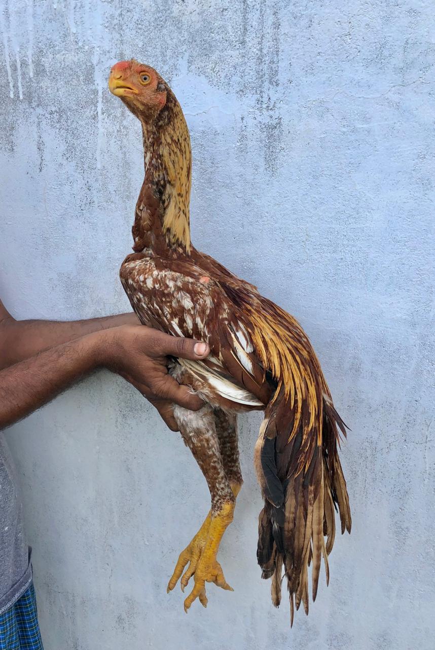 Parrot Beak Aseel: A Complete Guide to This Unique and Majestic Chicken ...