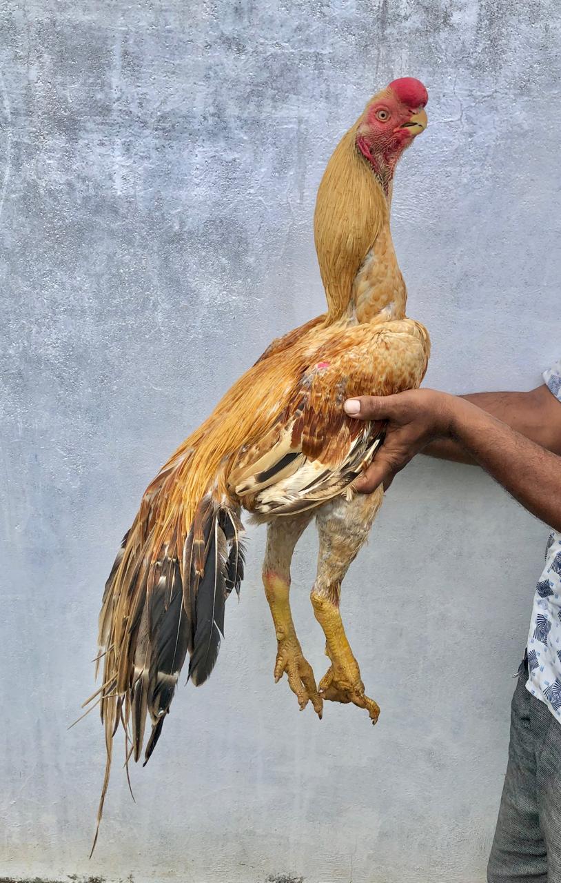 Parrot Beak Aseel: A Complete Guide to This Unique and Majestic Chicken ...