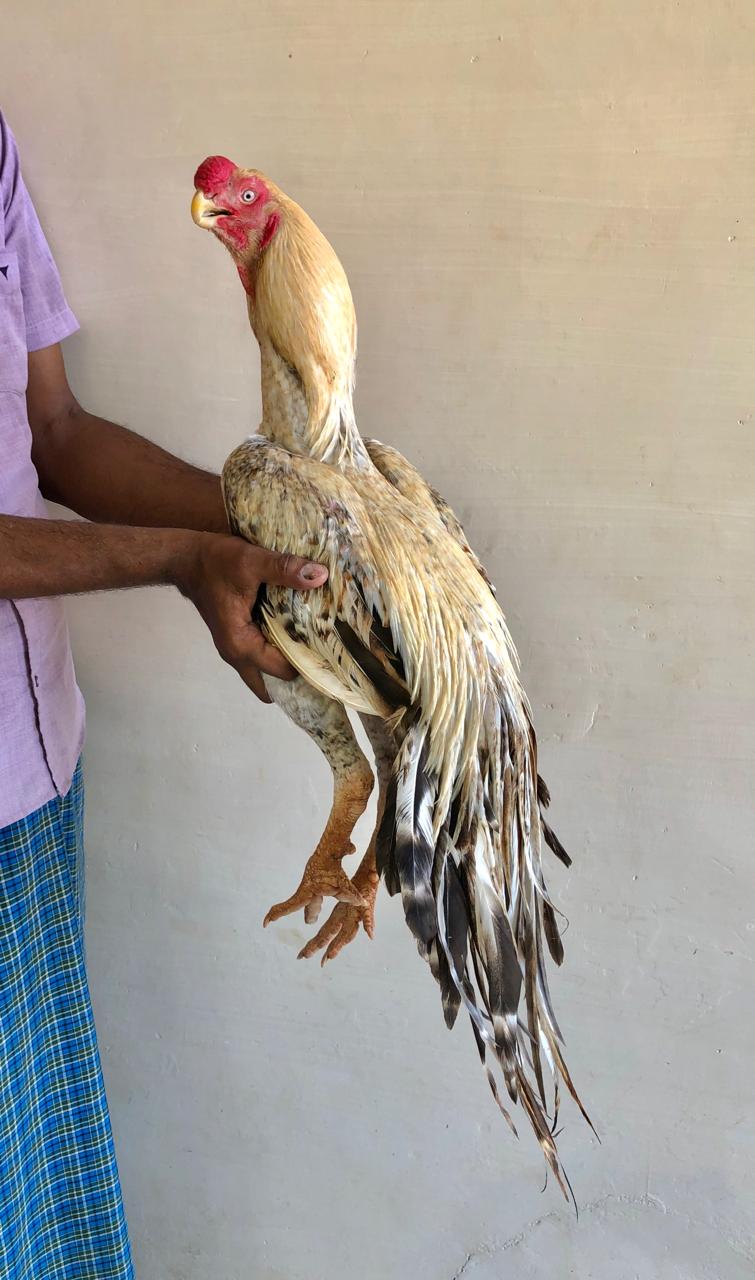 Parrot Beak Aseel: A Complete Guide to This Unique and Majestic Chicken ...