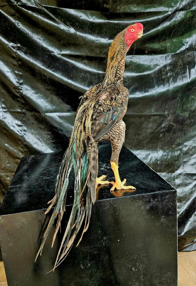 Parrot Beak Aseel: A Complete Guide to This Unique and Majestic Chicken ...