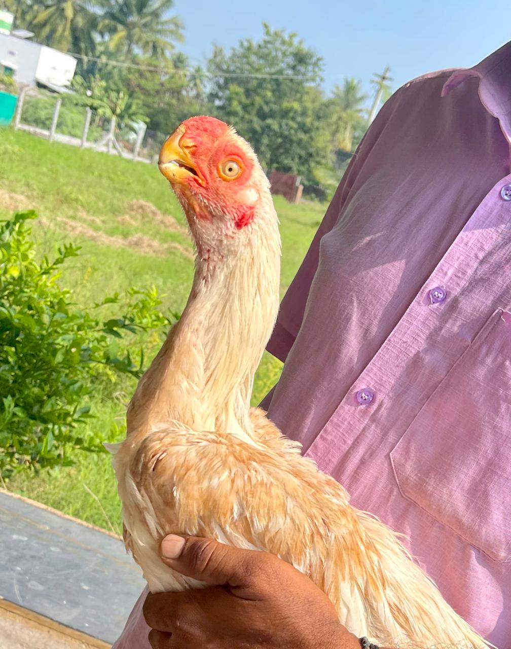 Parrot Beak Aseel: A Complete Guide to This Unique and Majestic Chicken ...