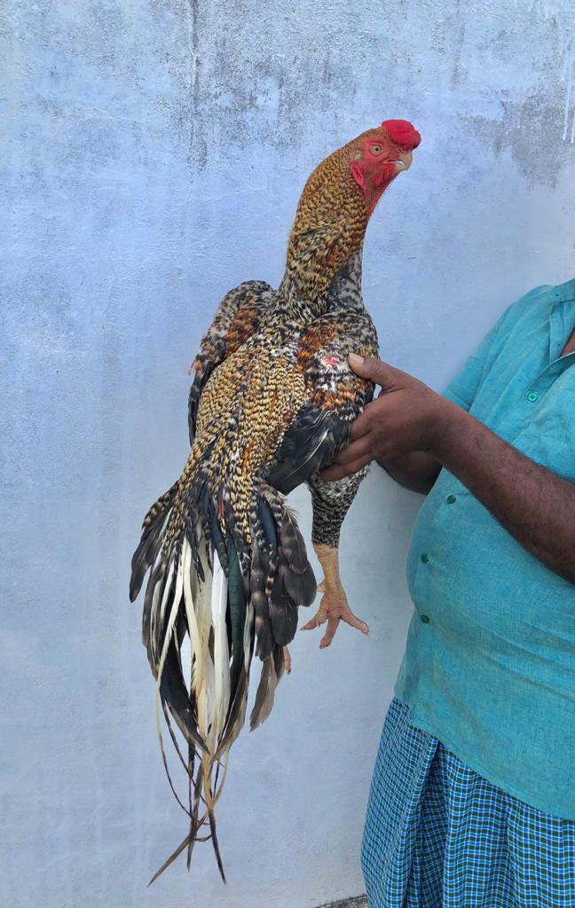 Parrot Beak Aseel: A Complete Guide to This Unique and Majestic Chicken ...